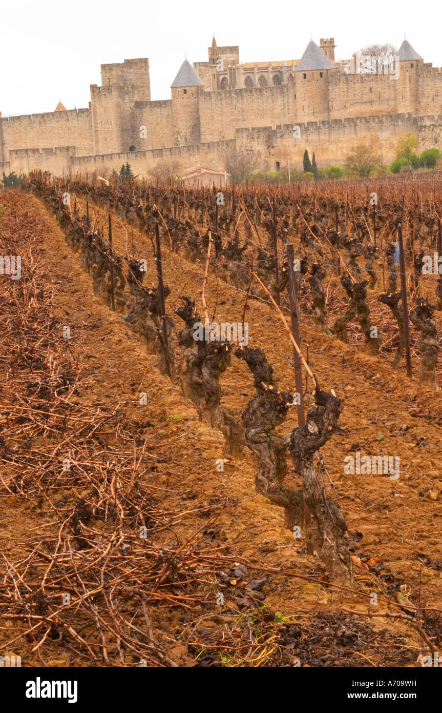 Double guyot pruned vines in High Resolution Stock Photography and ...