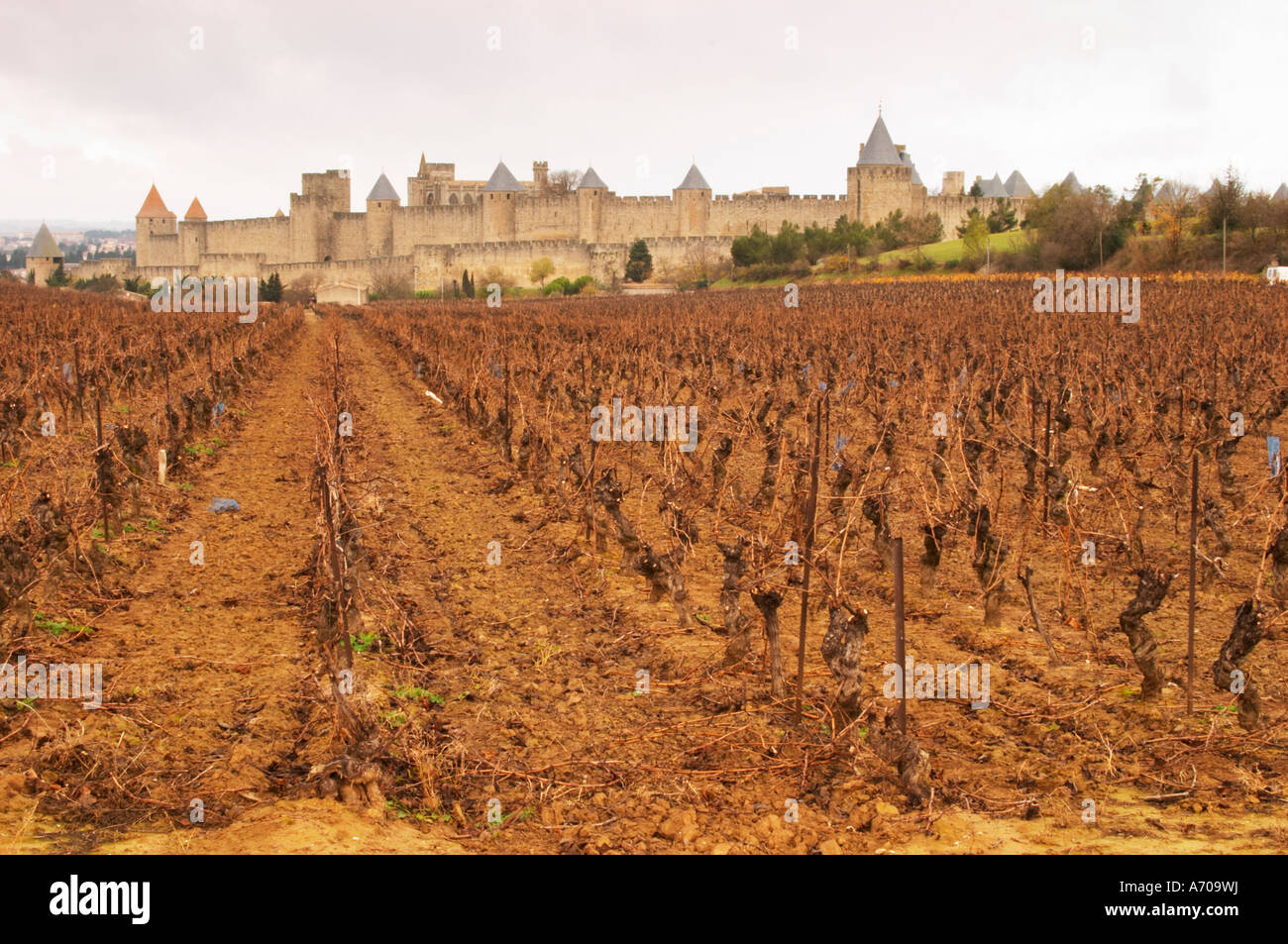 Guyot spur hi-res stock photography and images - Alamy
