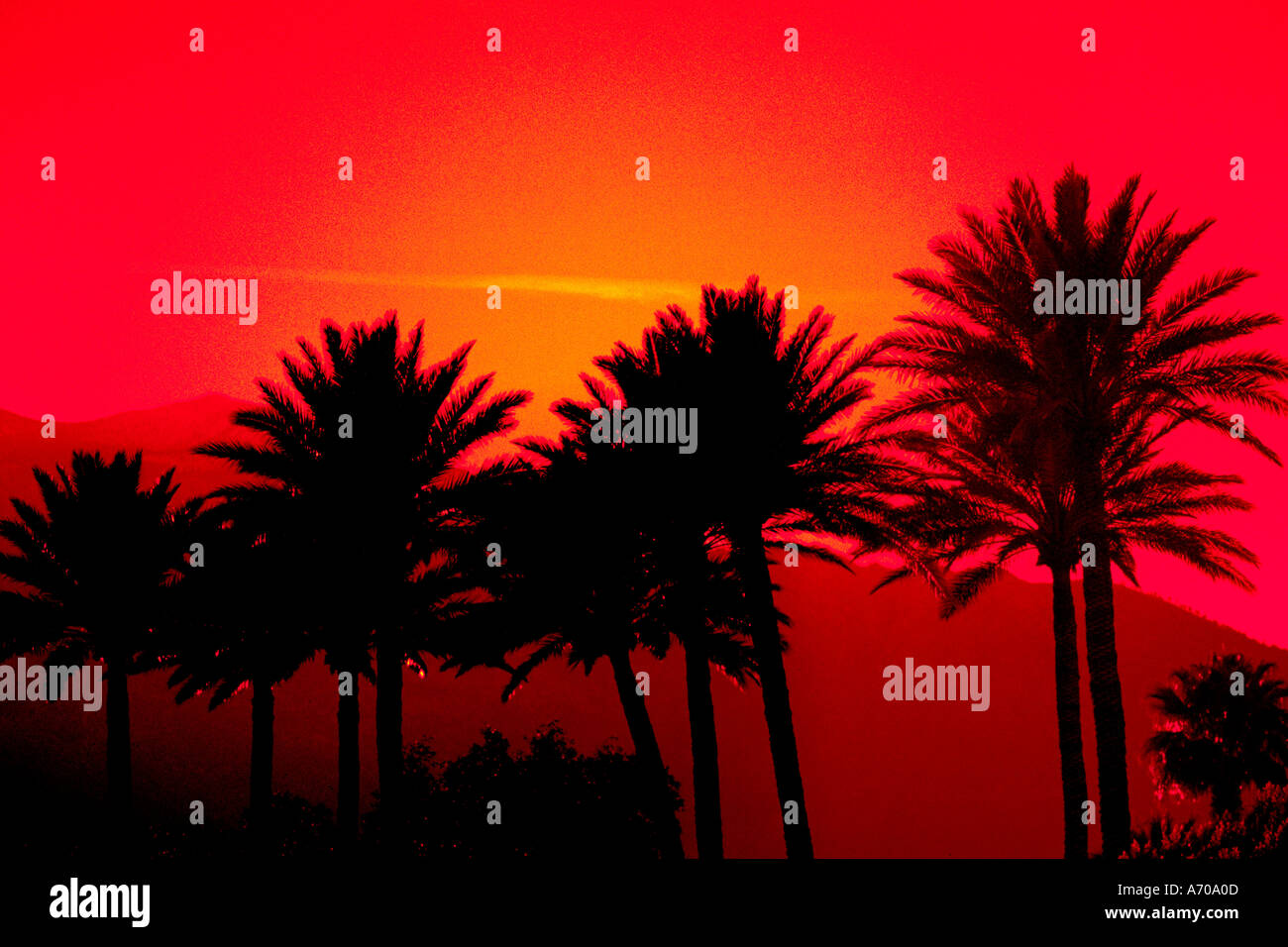 Red Palm trees Stock Photo - Alamy