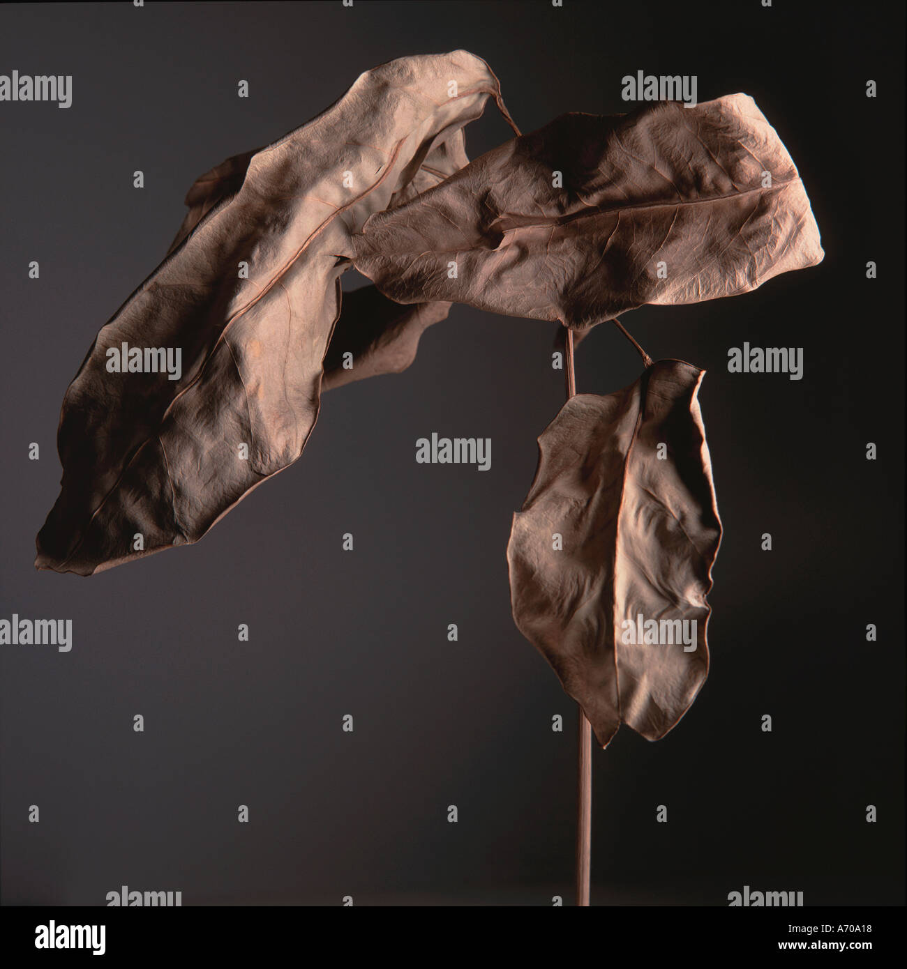 Dried out leaves on stem Stock Photo - Alamy