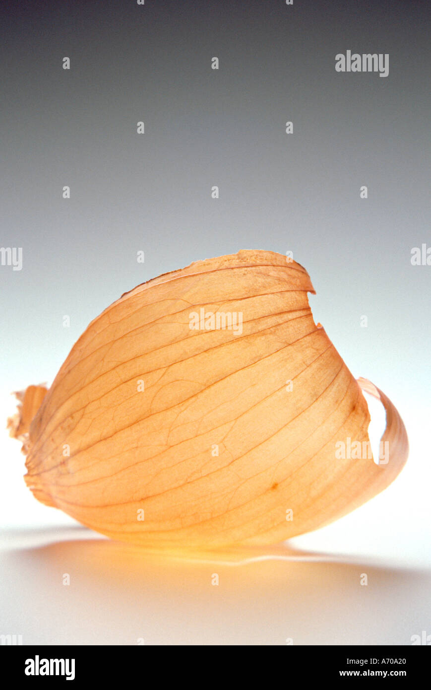 A section of an onion peel Stock Photo - Alamy