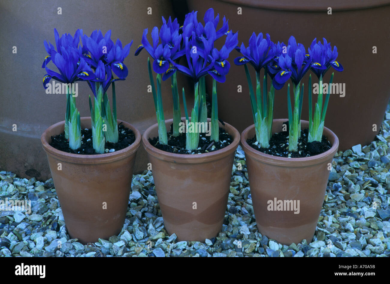 Iris Reticulata Indoors