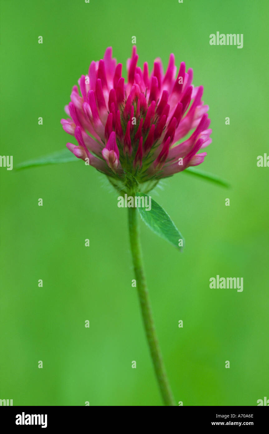 Trifolium repens pink hi-res stock photography and images - Alamy