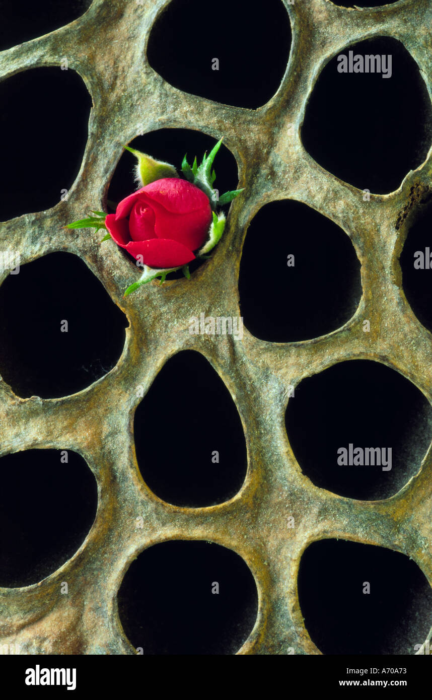 Lotus and rose Stock Photo - Alamy