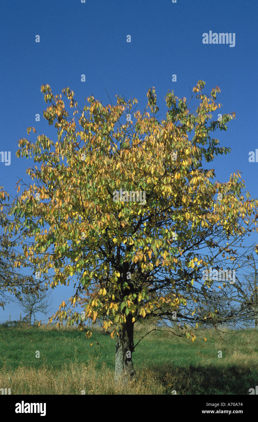 Cerry tree hi-res stock photography and images - Alamy