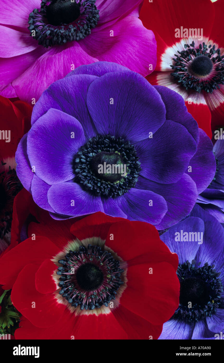 Close up anemones flowers hi-res stock photography and images - Alamy