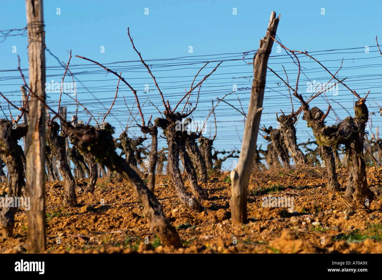 Guyot double pruned vines in hi-res stock photography and images - Alamy