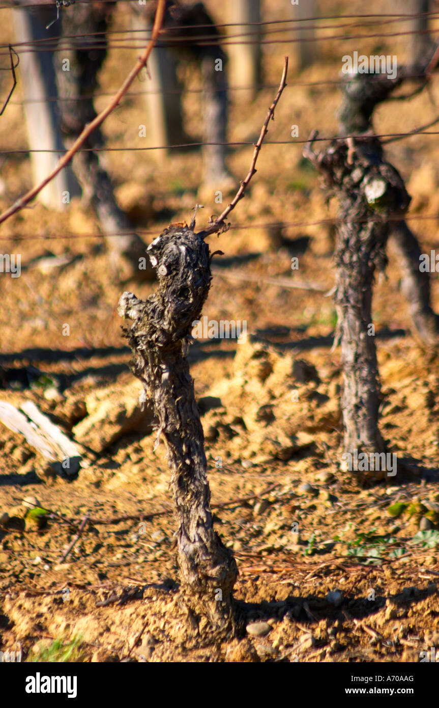 Double guyot pruned vines in hi-res stock photography and images - Alamy