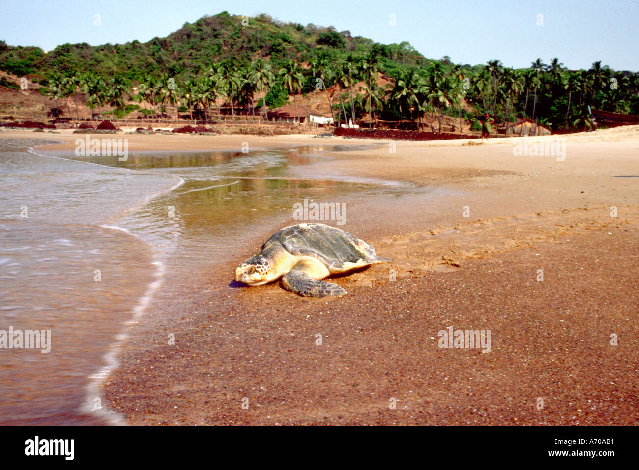 Goa fishermen released turtle heading back to sea Stock Photo - Alamy