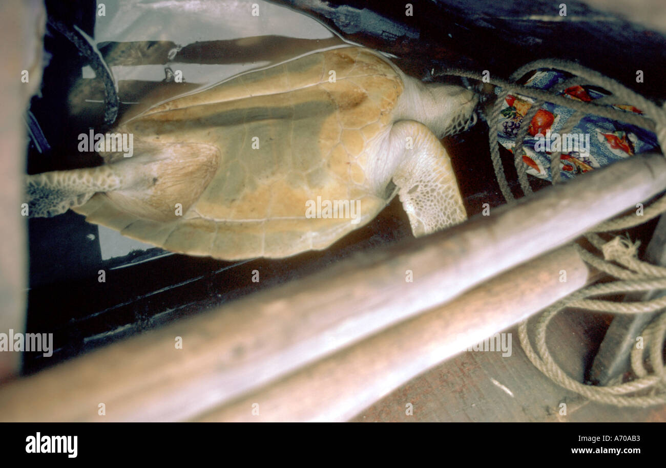 Goa accidently netted turtle in bottom of boat Stock Photo - Alamy