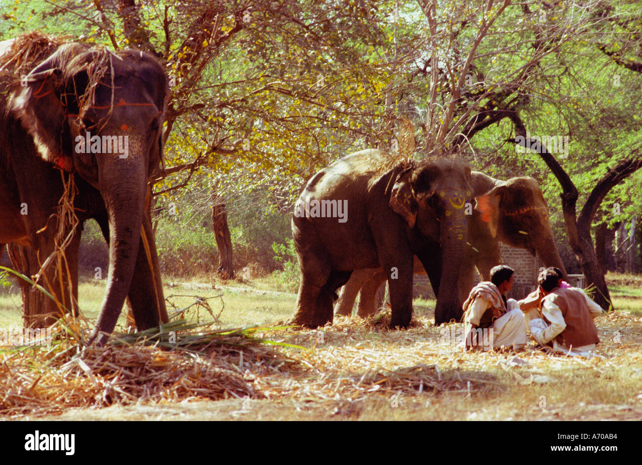 Tethered elephants hi-res stock photography and images - Alamy