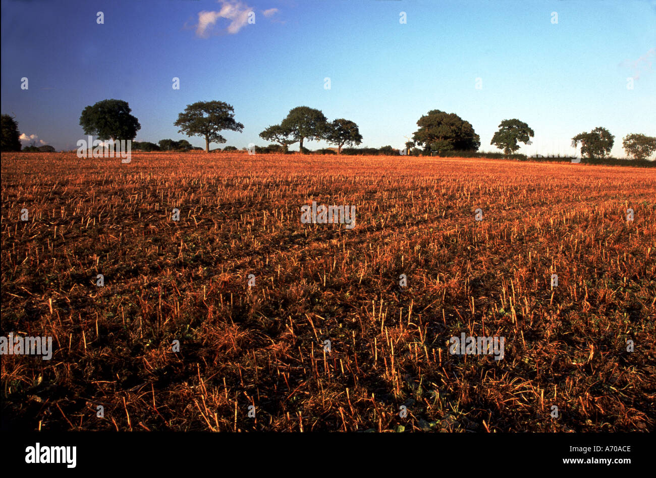 Post harvest corn field Cheshire UK Stock Photo - Alamy