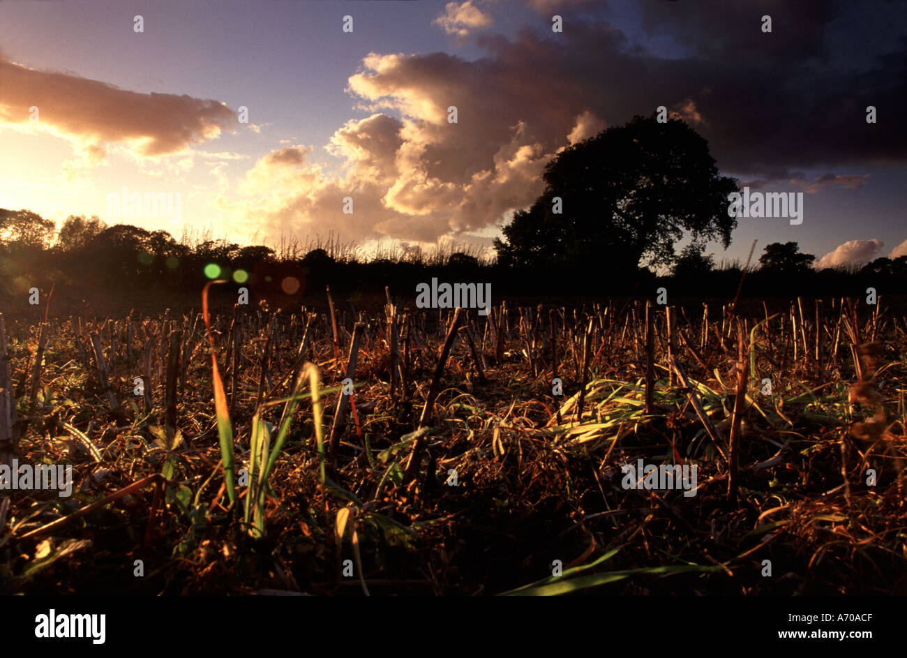 harvest corn field Cheshire UK Stock Photo - Alamy
