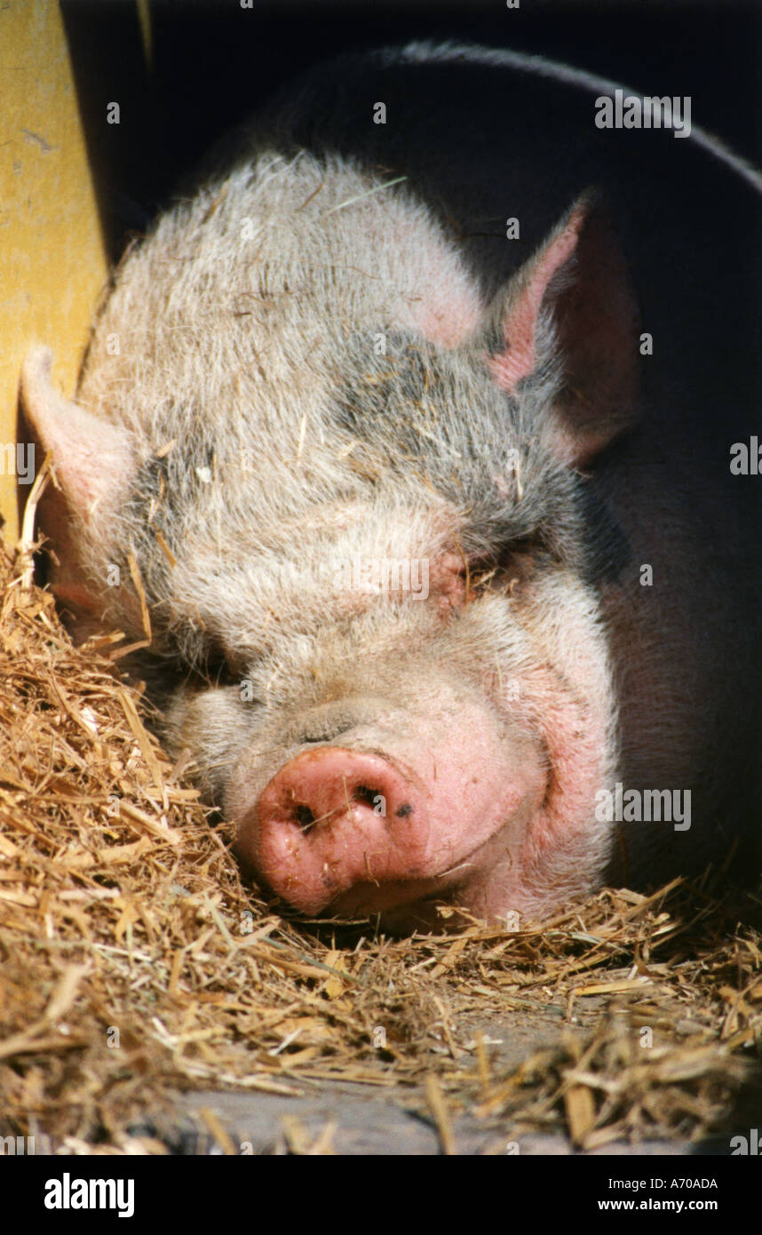 Sleeping pot bellied pig hi-res stock photography and images - Alamy