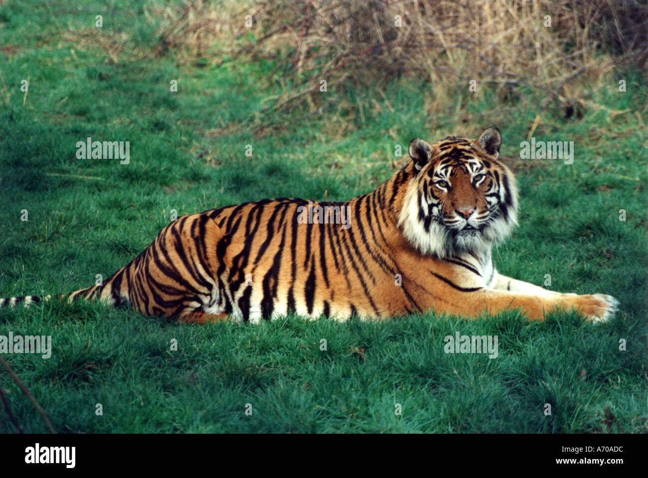 Full body tiger laying on the grass looking at the viewer Stock Photo ...