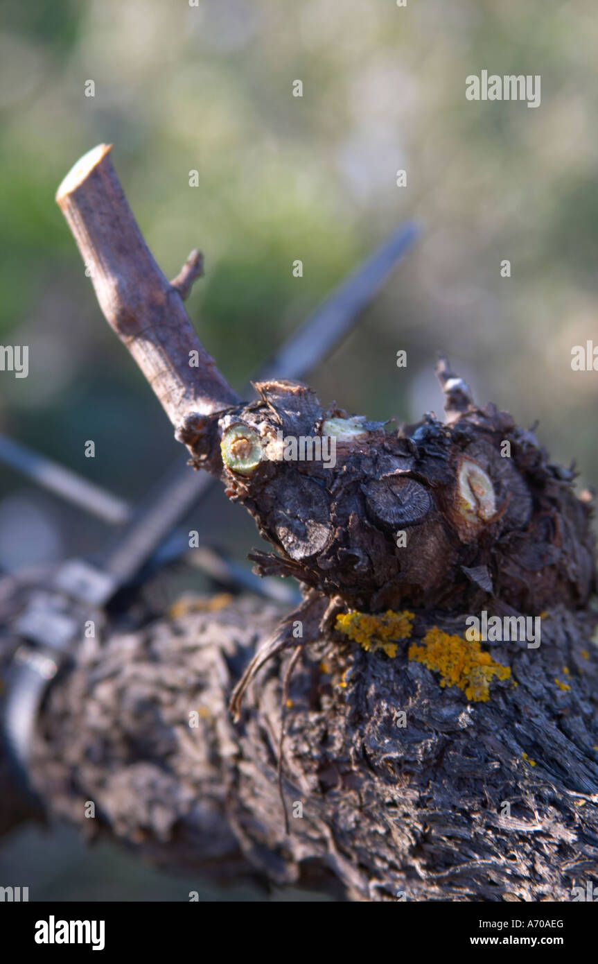 Domaine de l'Aigle. Limoux. Languedoc. Vines trained in Cordon royat ...