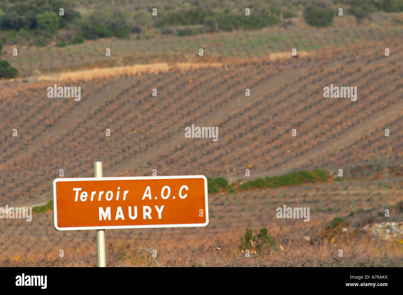 Terroir AOC Maury. Sign in focus and vineyard out of focus. Maury ...
