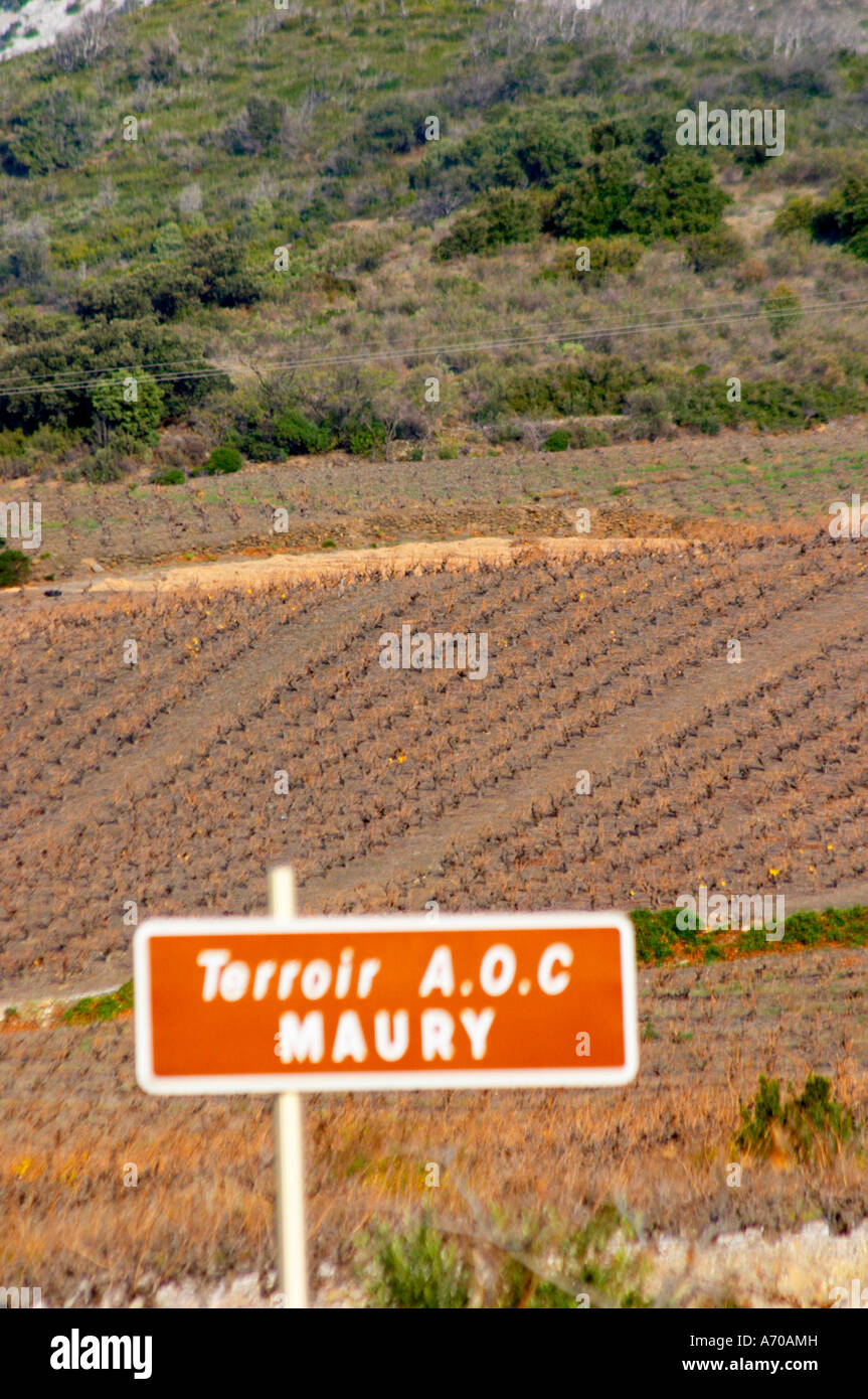 Terroir AOC Maury. Vineyard in focus and sign out of focus. Maury ...
