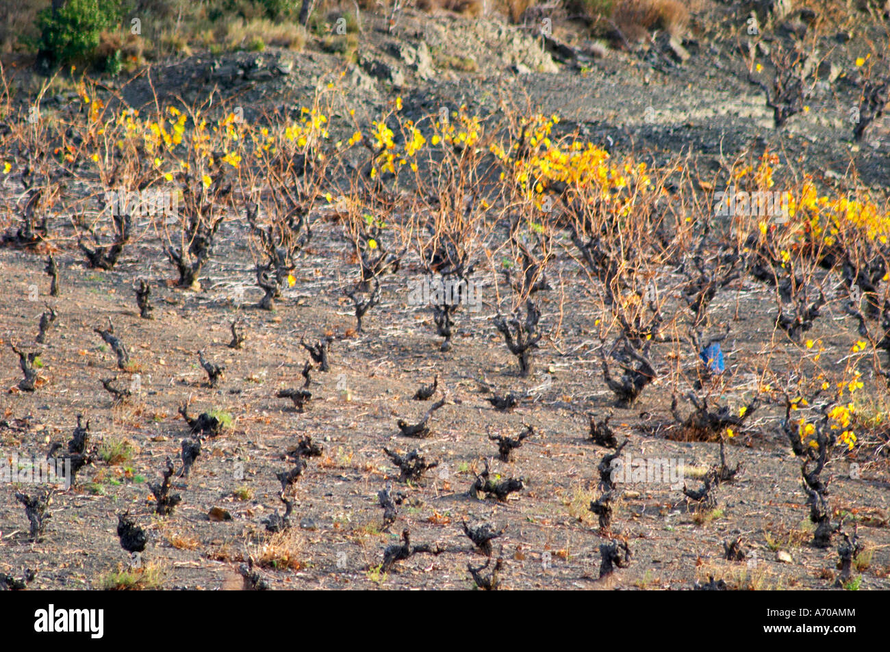 Maury. Roussillon. Vines trained in Gobelet pruning. Vine leaves ...