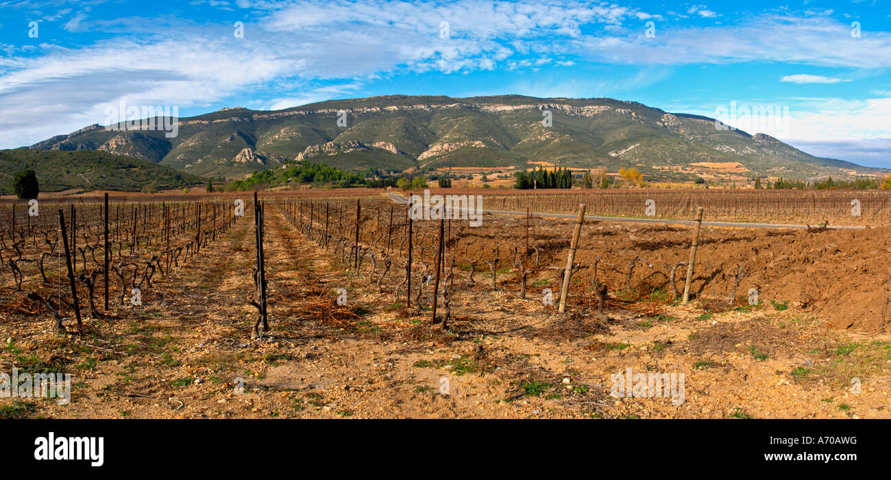 Domaine Bertrand-Berge In Paziols. Fitou. Languedoc. France. Europe ...