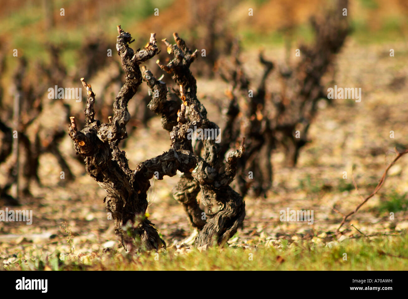 Fitou. Languedoc. Vines trained in Gobelet pruning. France. Europe ...