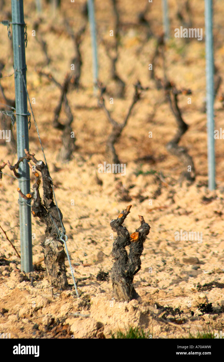 Fitou. Languedoc. Vines trained in Gobelet pruning. Old, gnarled and ...