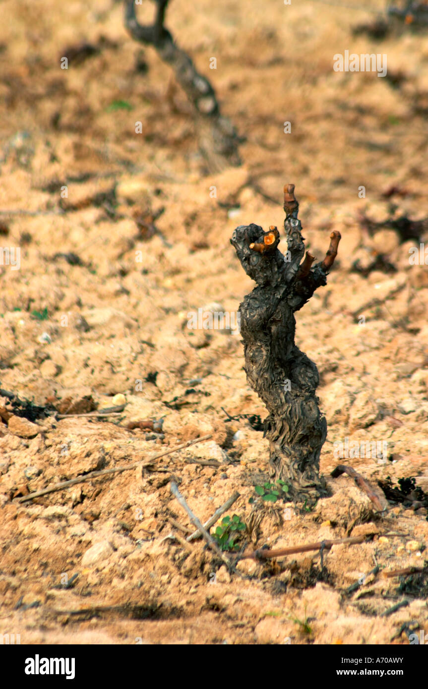 Fitou. Languedoc. Vines trained in Gobelet pruning. Old, gnarled and ...