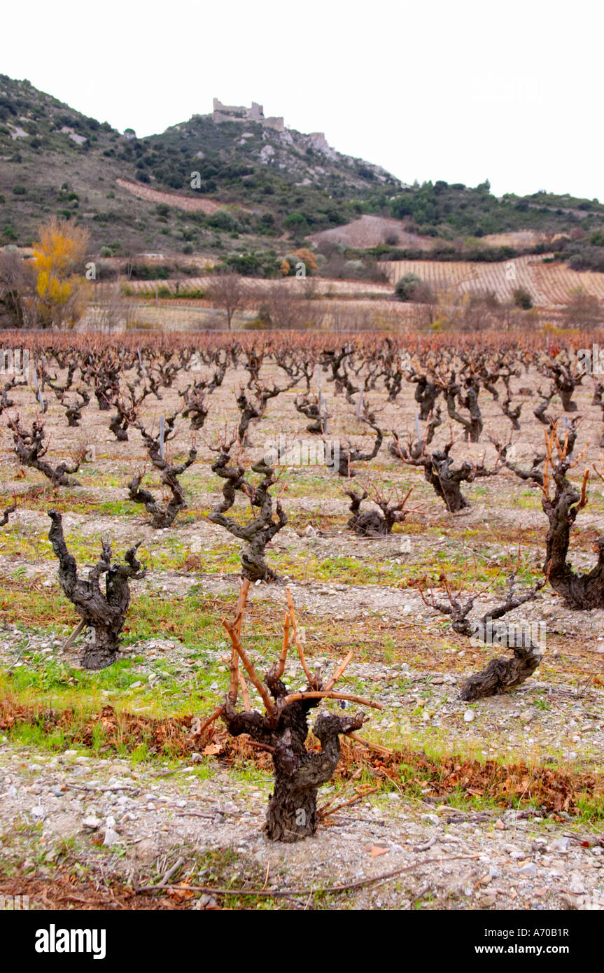 Chateau de Nouvelles. Fitou. Languedoc. Vines trained in Gobelet ...