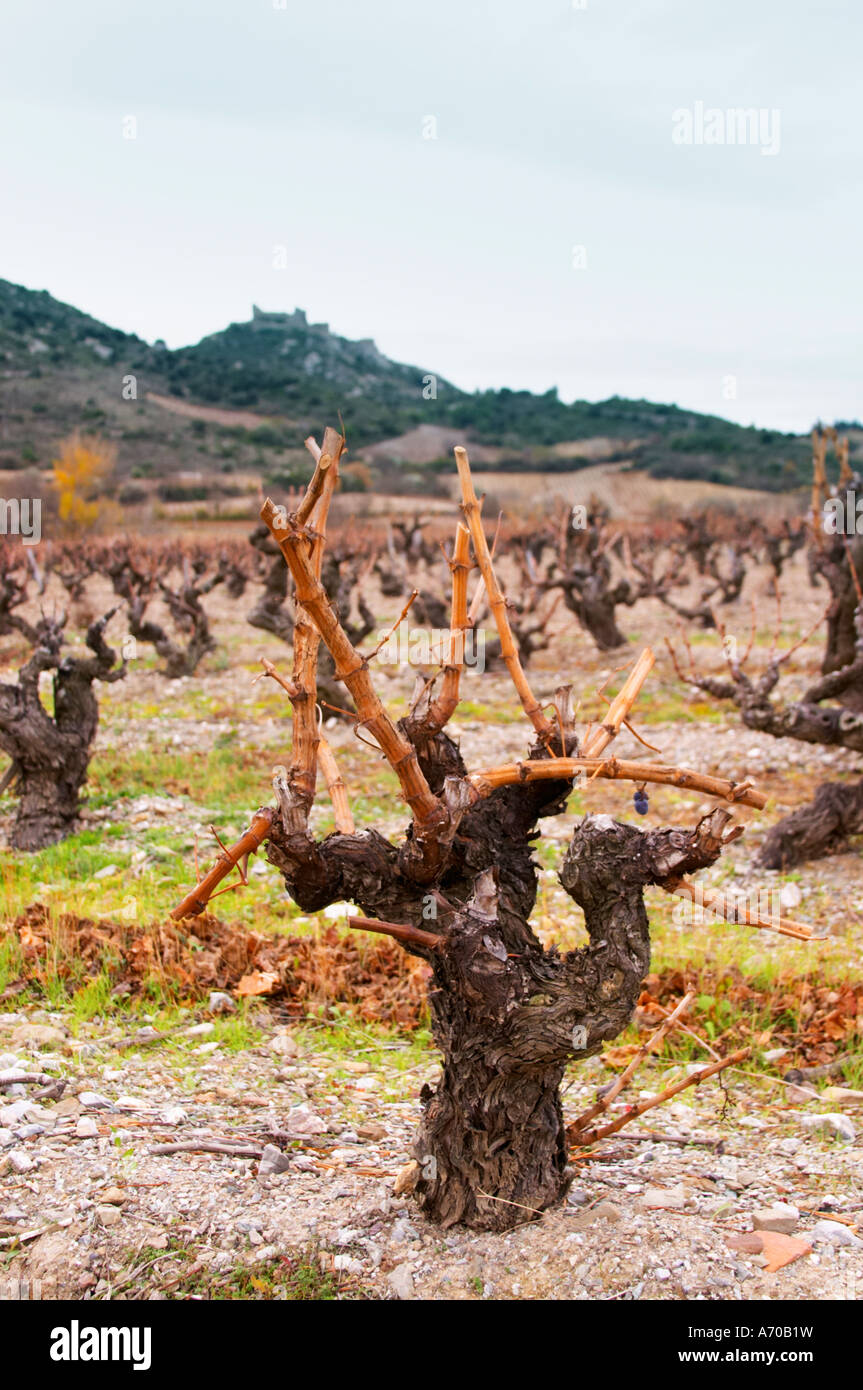 Chateau de Nouvelles. Fitou. Languedoc. Vines trained in Gobelet ...