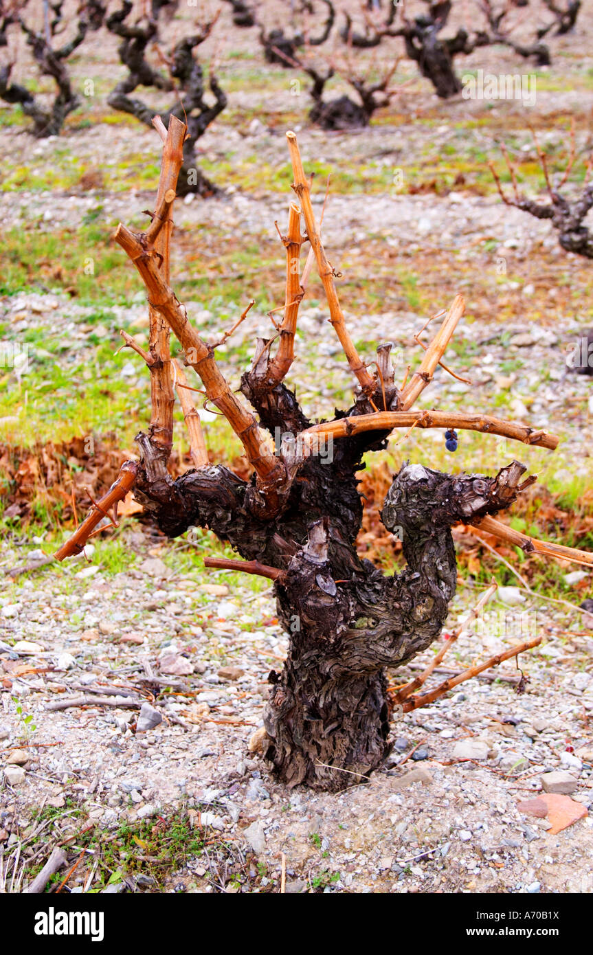 Chateau de Nouvelles. Fitou. Languedoc. Vines trained in Gobelet ...
