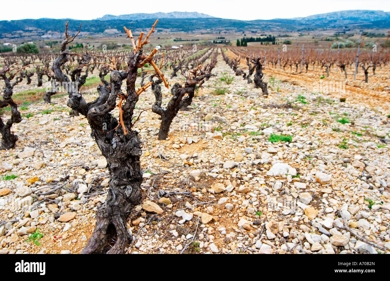 Mont Tauch Cave Cooperative co-operative In Tuchan. Fitou. Languedoc ...