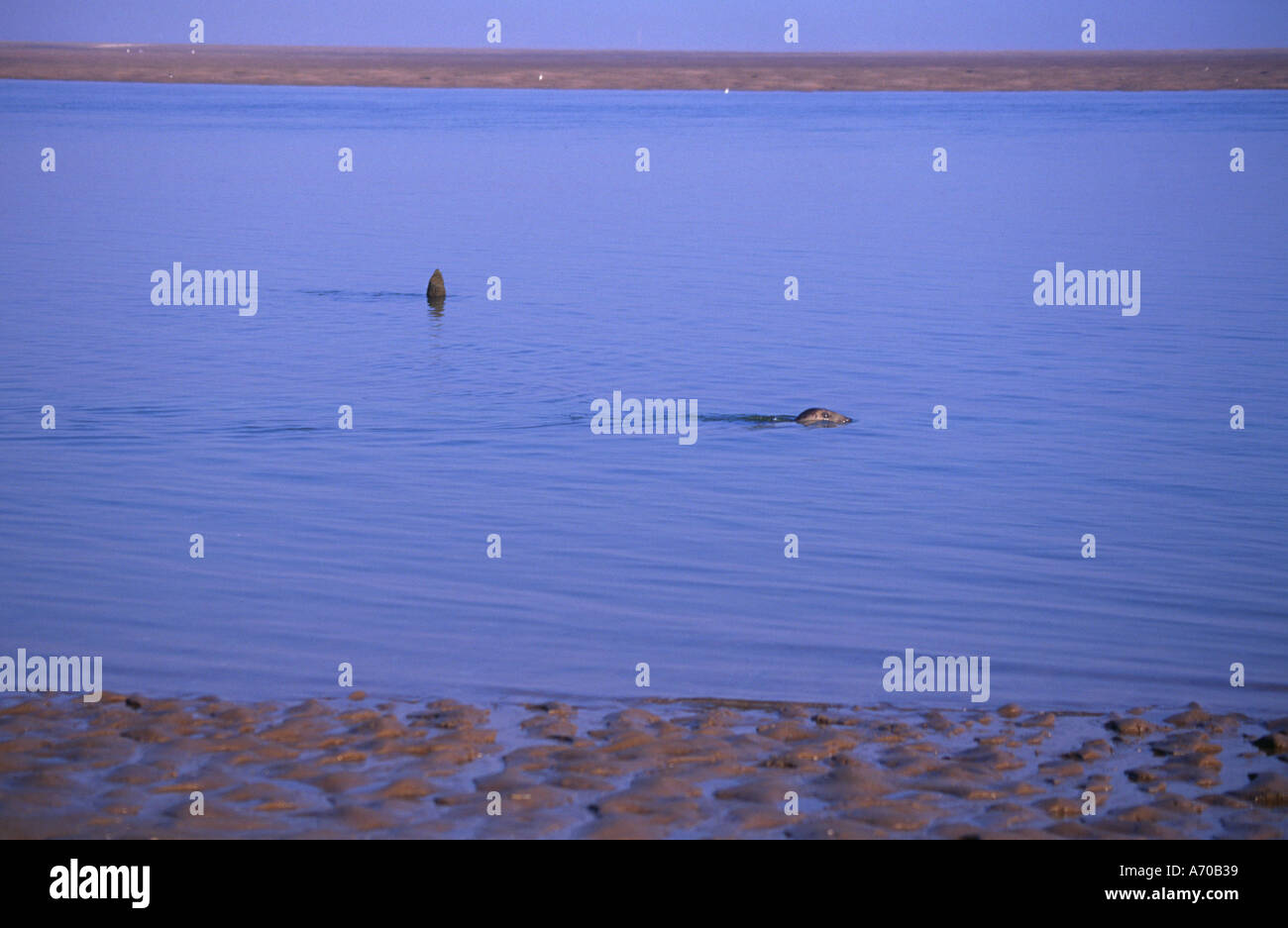 Early morning Swim Stock Photo - Alamy