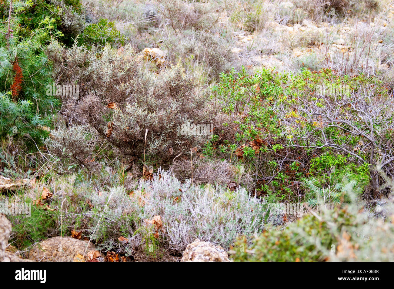 Mont Tauch Cave Cooperative co-operative In Tuchan. Fitou. Languedoc ...
