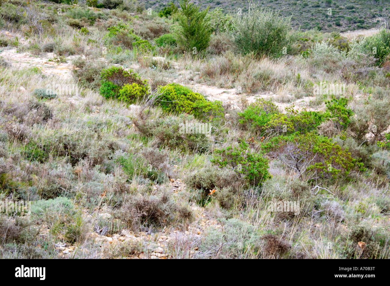 Mont Tauch Cave Cooperative co-operative In Tuchan. Fitou. Languedoc ...