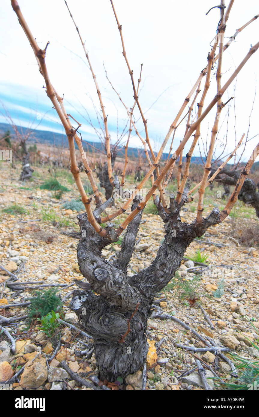 Mont Tauch Cave Cooperative co-operative In Tuchan. Fitou. Languedoc ...