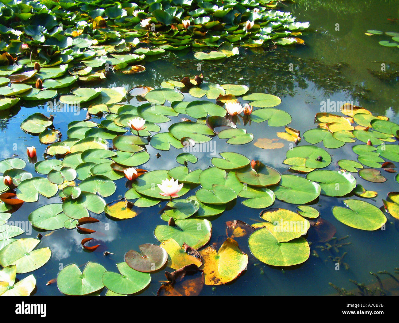 Ornamental lilies hi-res stock photography and images - Alamy