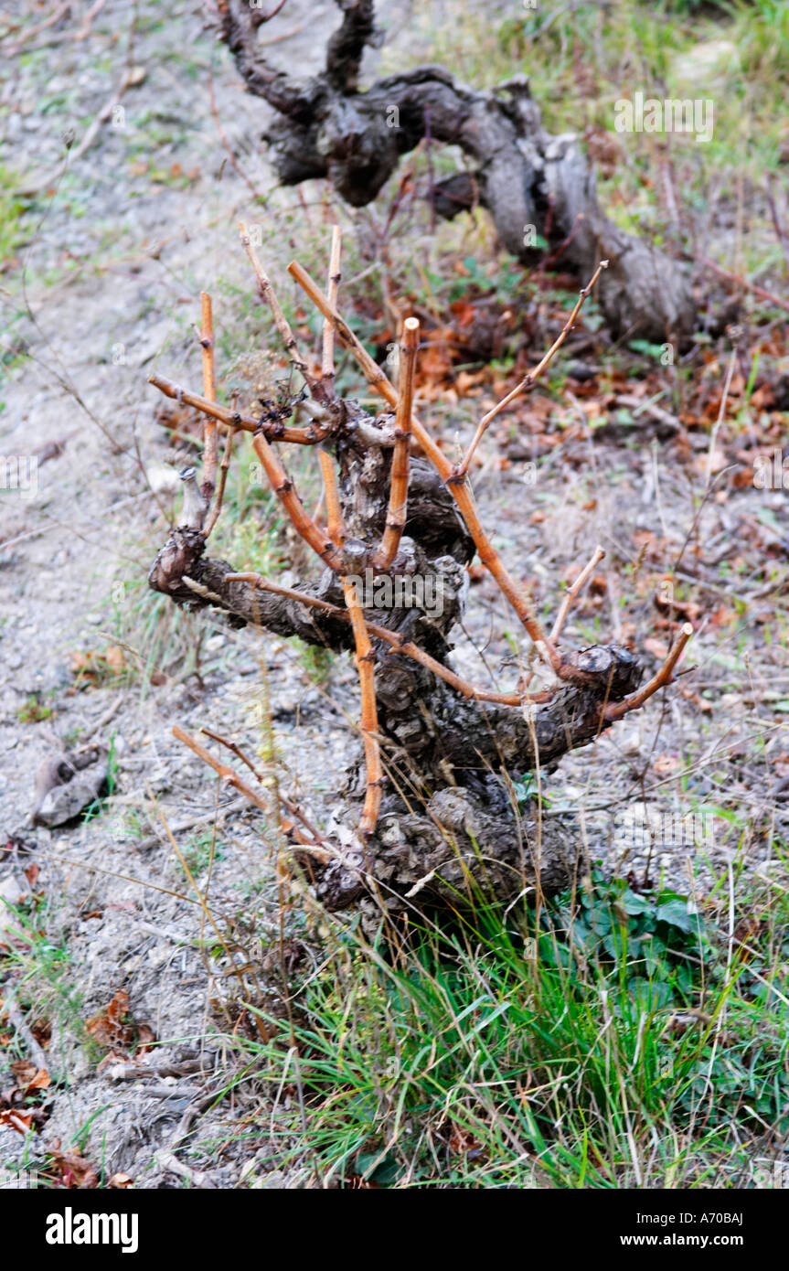 Domaine Grand Guilhem. In Cascastel-des-Corbieres. Fitou. Languedoc ...