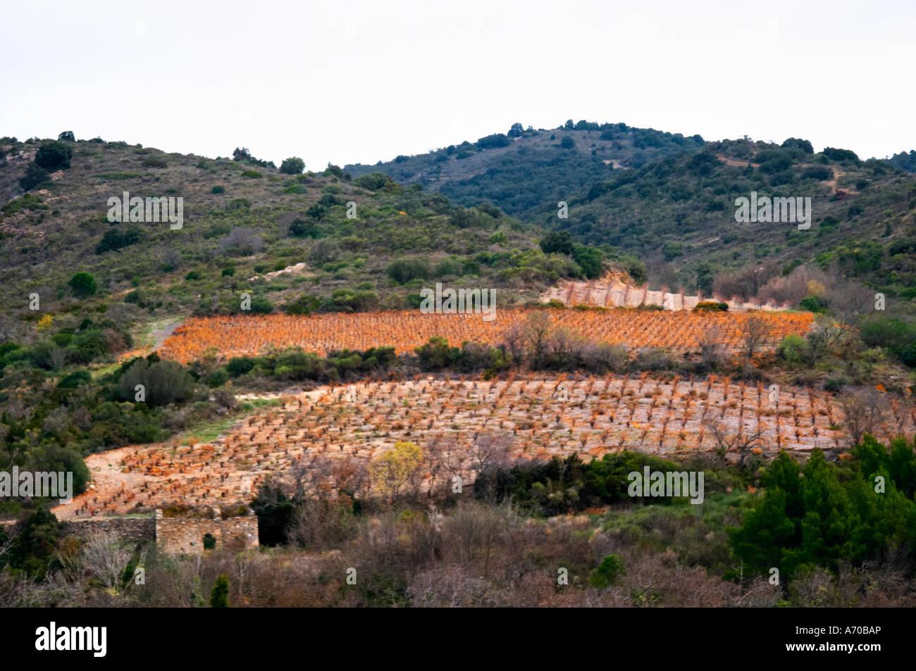 Domaine Grand Guilhem. In Cascastel-des-Corbieres. Fitou. Languedoc ...