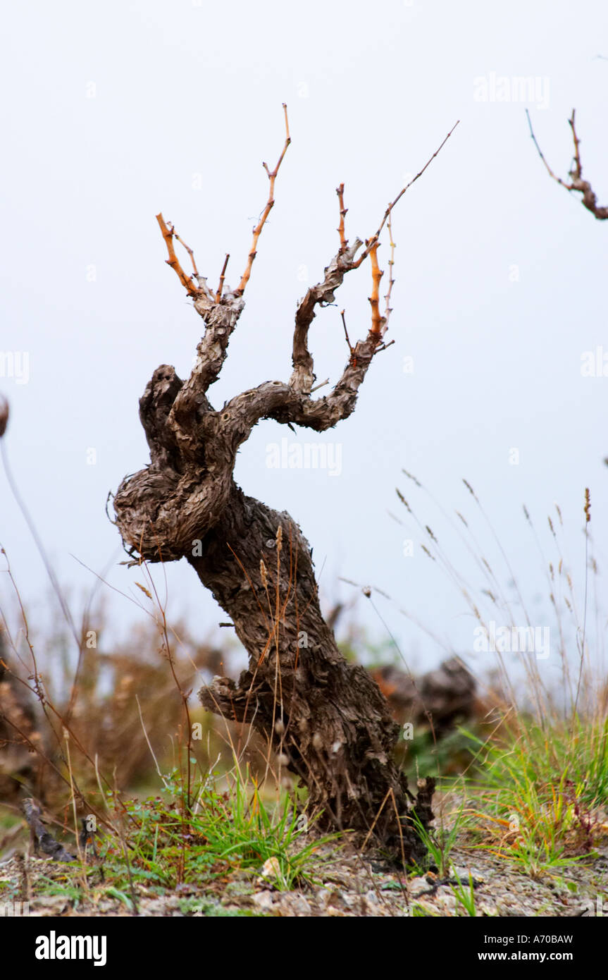Domaine Grand Guilhem. In Cascastel-des-Corbieres. Fitou. Languedoc ...