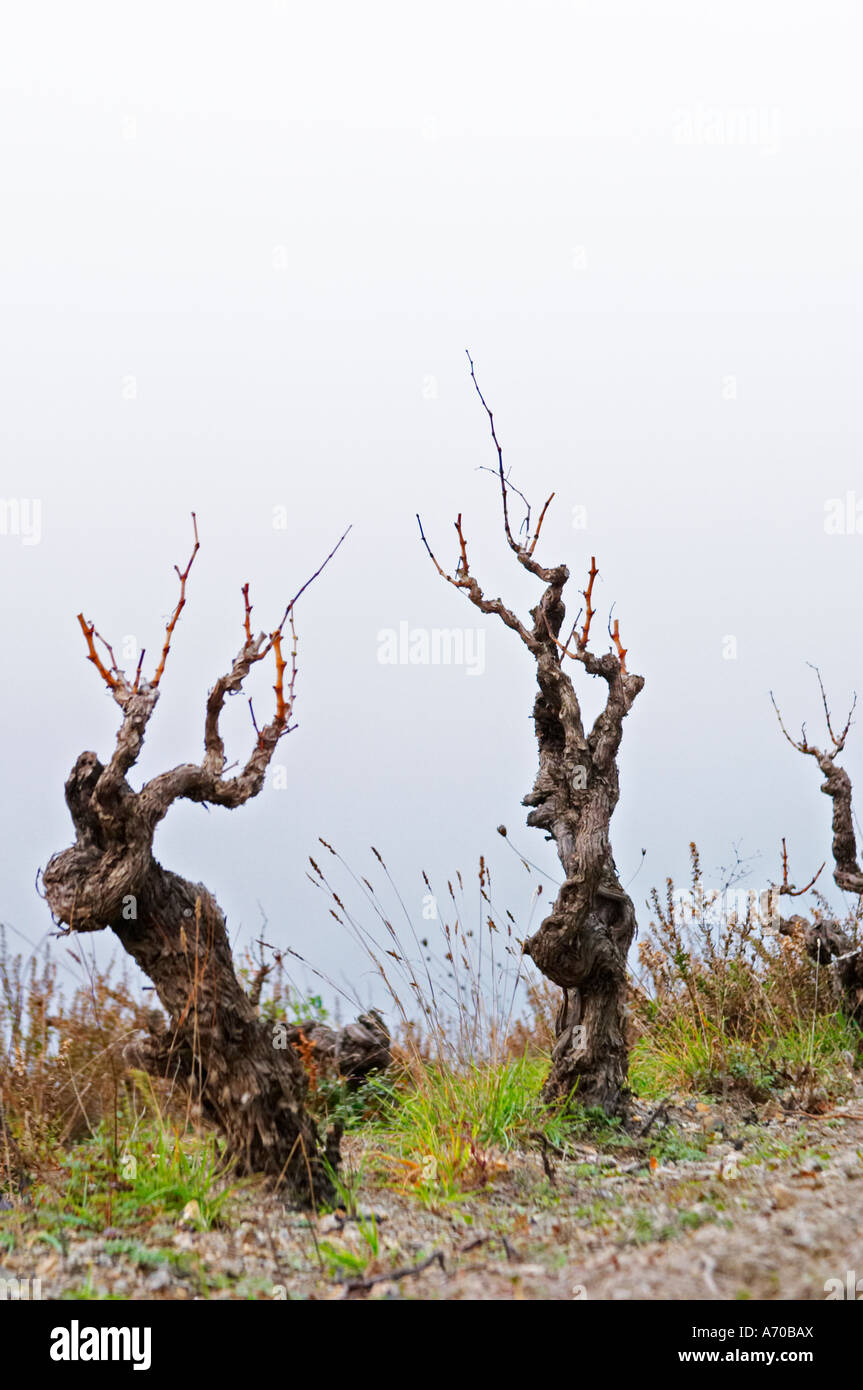 Domaine Grand Guilhem. In Cascastel-des-Corbieres. Fitou. Languedoc ...