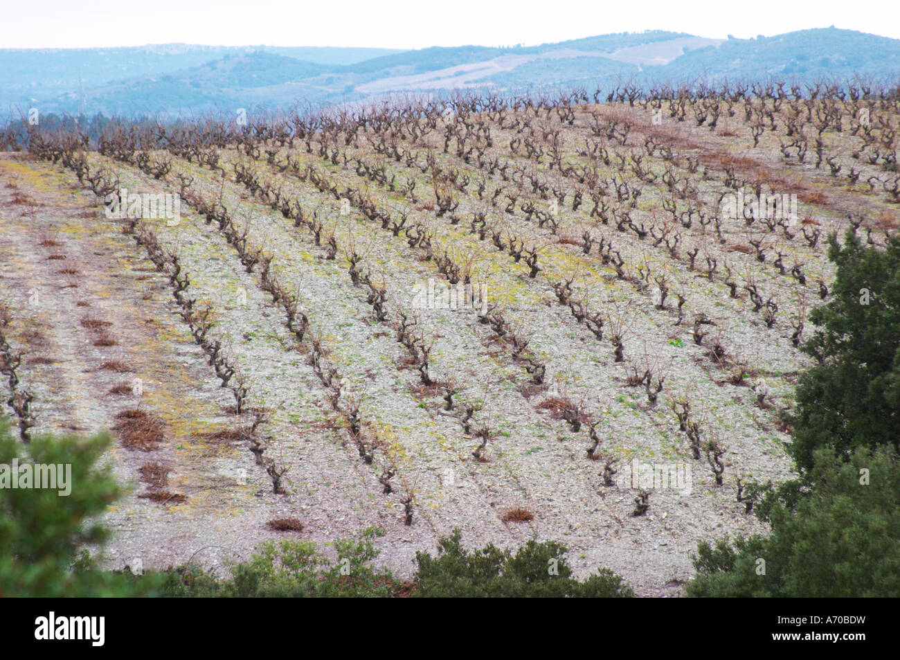 Vines on The Pech Bedet mountain hill between Embres et Castelmaure and ...