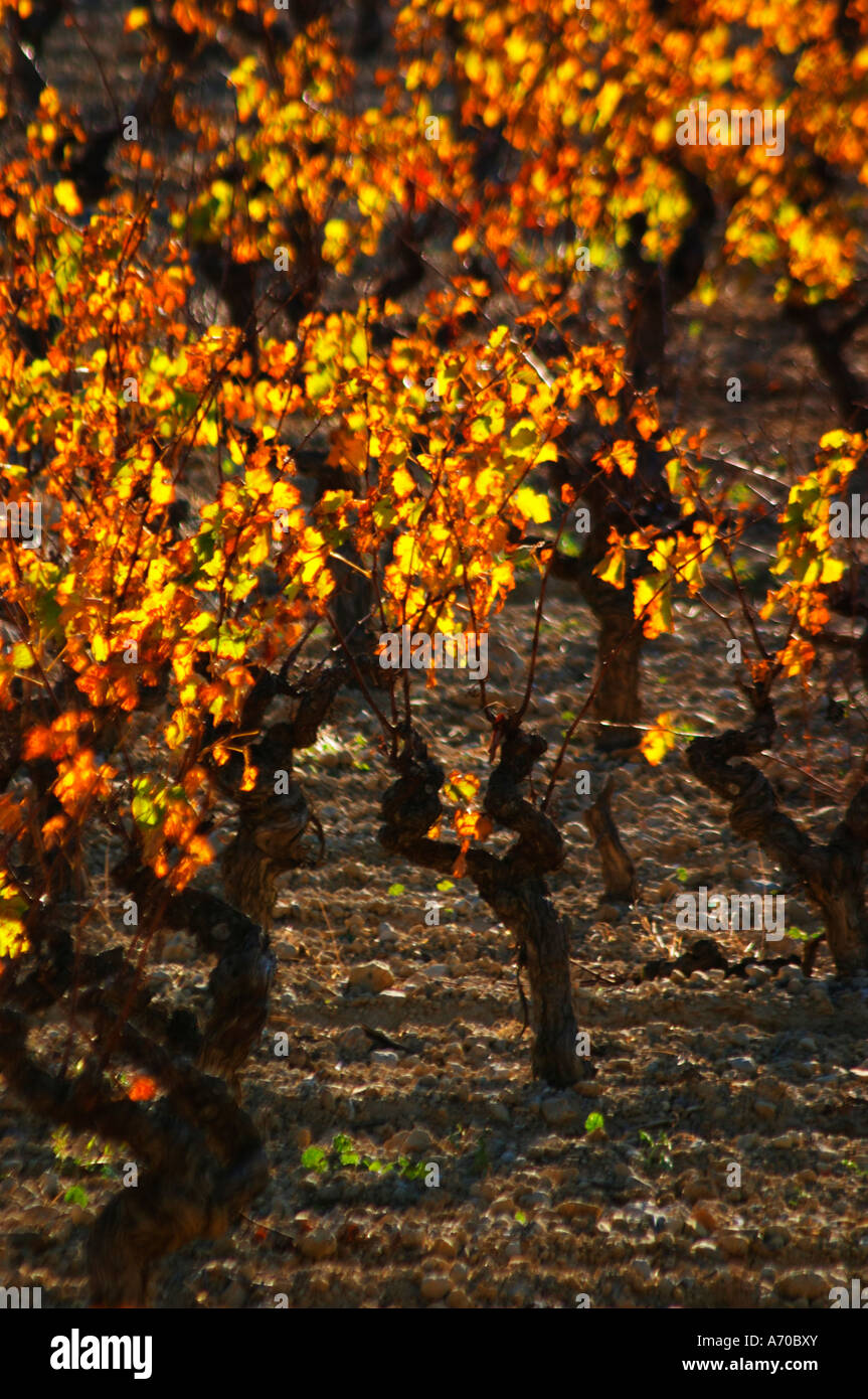 La Clape. Languedoc. Vines trained in Gobelet pruning. Vine leaves ...