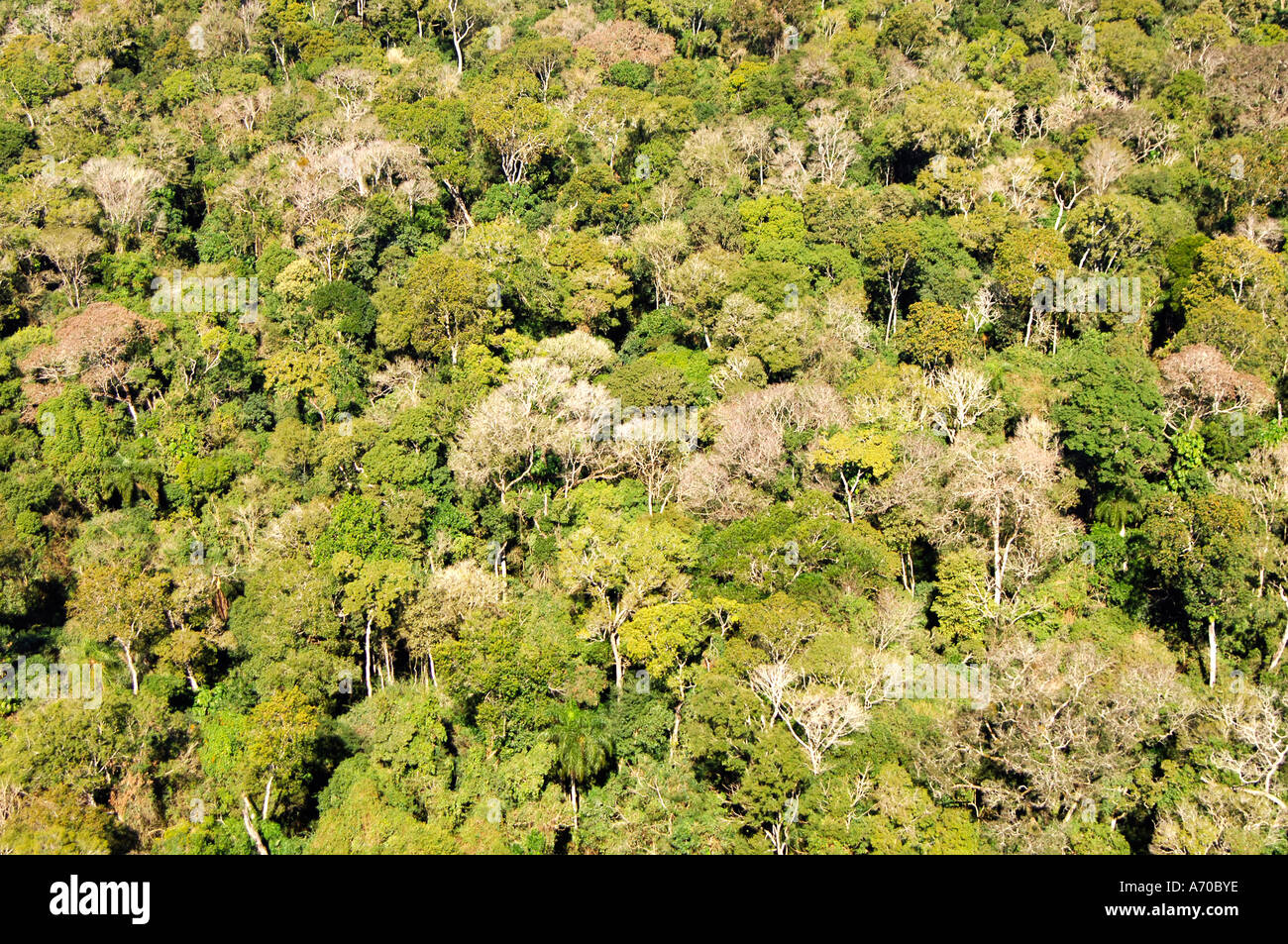 Above the rainforest aerial view Brazil Stock Photo - Alamy