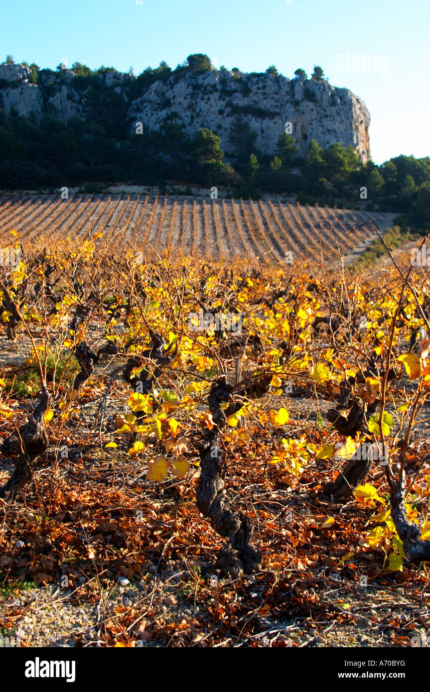 La Clape. Languedoc. Vines trained in Gobelet pruning. Vine leaves ...