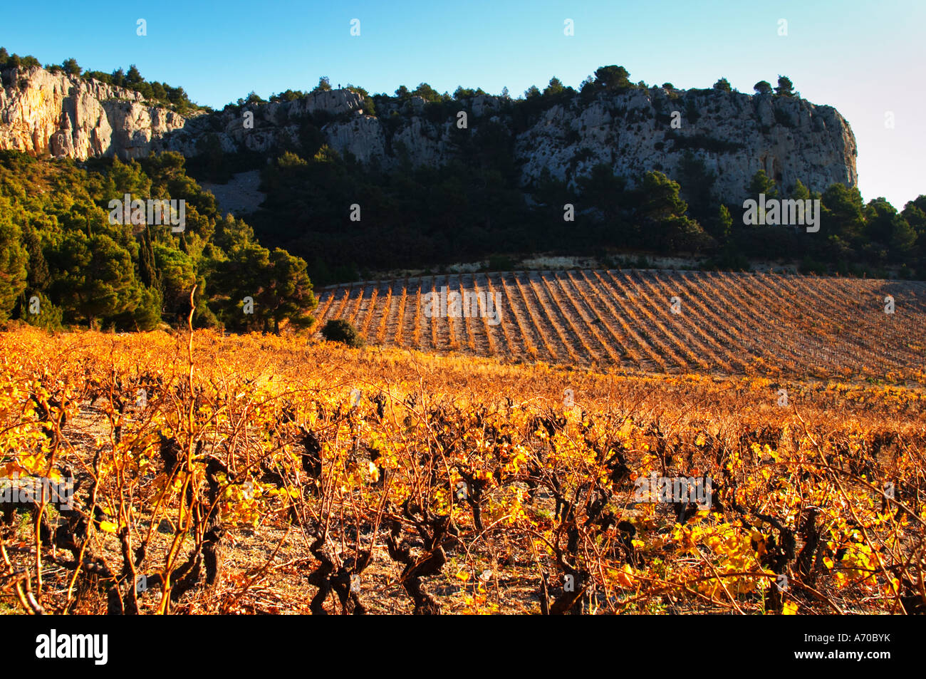 La Clape. Languedoc. Vines trained in Gobelet pruning. Vine leaves ...