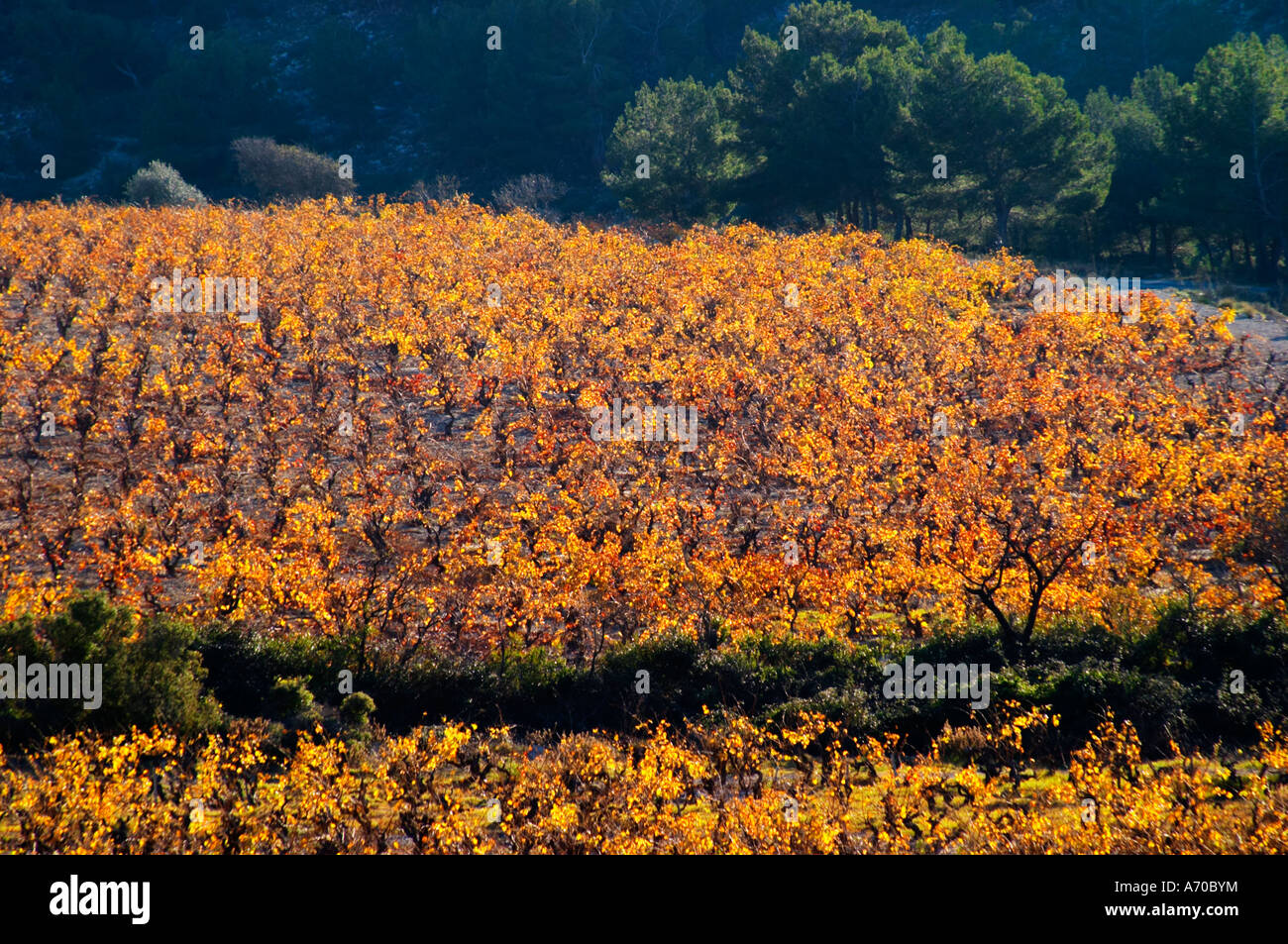 La Clape. Languedoc. Vine leaves. Vineyard. France. Europe Stock Photo ...