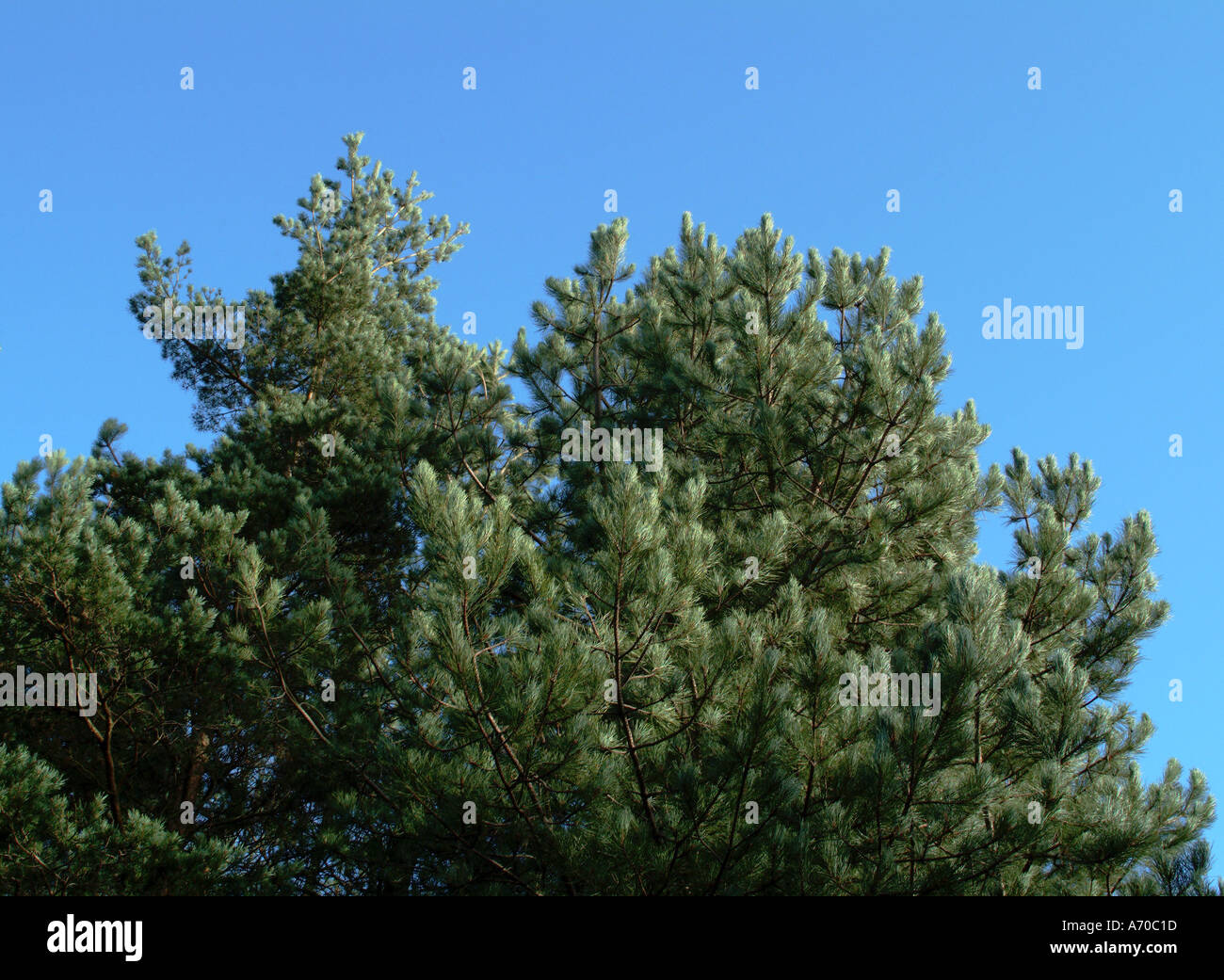 Windy tree hi-res stock photography and images - Alamy