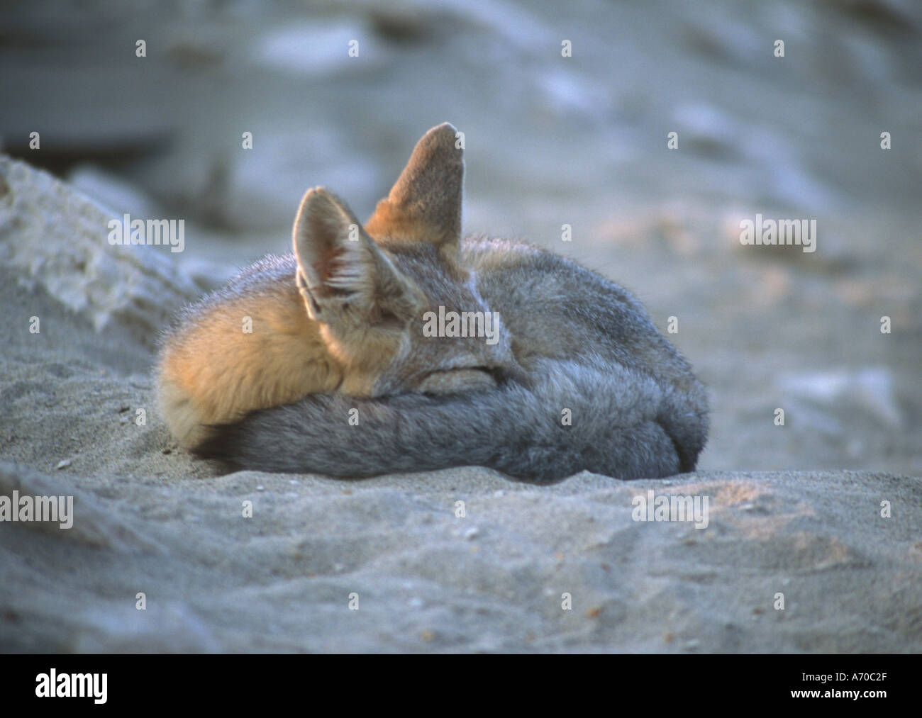 Vulpes macrotis hi-res stock photography and images - Alamy