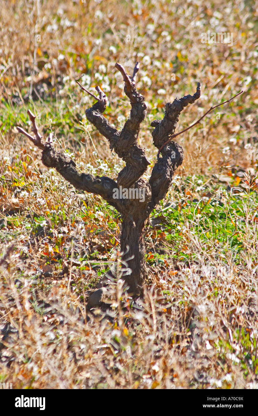 Domaine Fontedicto, Caux. Pezenas region. Languedoc. Vines trained in ...