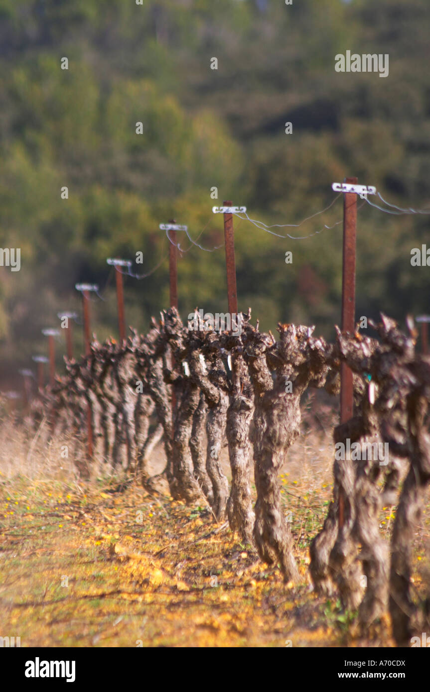 Domaine Alain Chabanon, previously Font Caude, in the Lagamas village ...